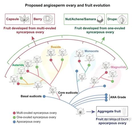 宾夕法尼亚州立大学马红教授团队揭示被子植物果实演化之谜 知乎