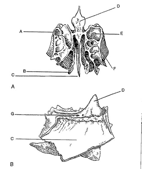 Ethmoid Bone Diagram Quizlet