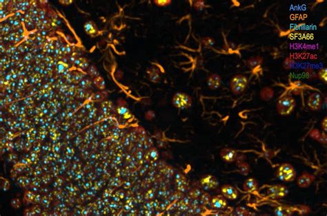 Dna Barcodes Enable High Throughput Rna And Protein Detection In Deep Tissue