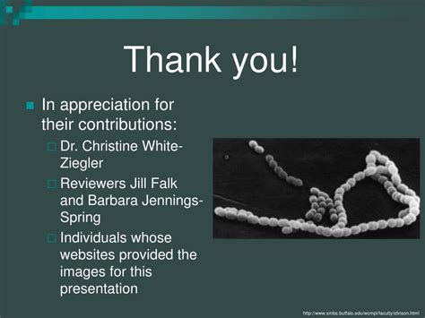 Ppt Streptococcus Pyogenes Powerpoint Presentation Free Download