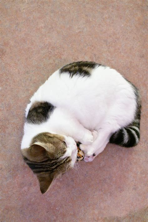 ファミリーフォト 猫カフェでかわいい猫の表情を撮る Enjoyニコン ニコンイメージング