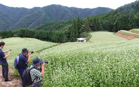 真っ白ソバの花一面に まんのう島ケ峰で花見会 COOL KAGAWA 四国新聞社が提供する香川の観光情報サイト