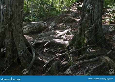 Exposed Tree Roots Due To Soil Erosion Stock Image CartoonDealer Com