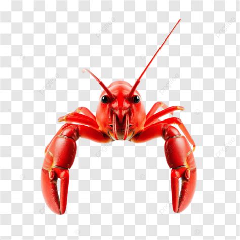 밝은 빨간색 랍스터 전면 보기 선명한 색상 높은 세부 묘사 흰색 배경 격리된 선명한 초점 대칭 구성 밝은 붉은 로브 밝은 빨간색 랍스터 Png 일러스트 및 이미지 에