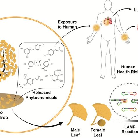 Assessment Of Ginkgo Biloba Scar Gbm And Lamp Detection Of Male Ginkgo Download Scientific