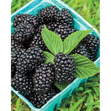 Direct Gardening 1 Count Marionberry Plant 1 Pack In The Fruit Plants