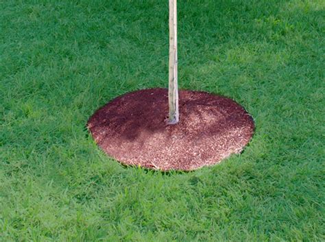 Lasting Beauty Tree Rings