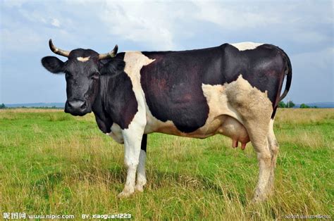 牛 偶蹄目牛科動物 外形特徵 生活習性 生長繁殖 分布範圍 分類 常見種類 品種 中文百科全書