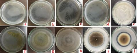 Table 1 From Isolation Of Phosphate Solubilizing Microorganisms And The