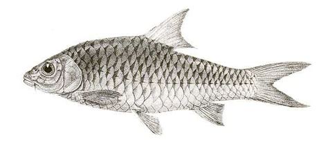 Puntius Dorsalis Wikiwand