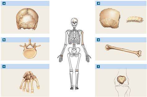 Classification Of Bones By Shape Diagram Quizlet