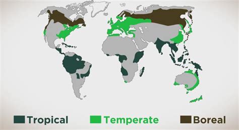 Forest Ecology And Classification Plantlet Forest Ecology And Classification Plantlet