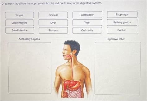 Solved Drag Each Label Into The Appropriate Box Based On