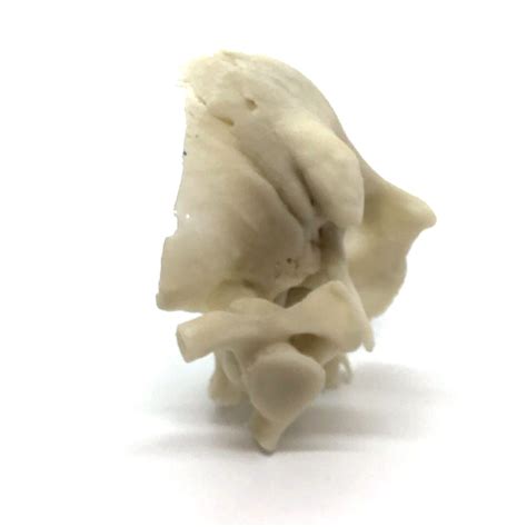 3d Printed Temporal Bone Model C11 Kezlex