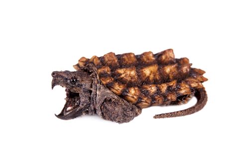 Alligator Snapping Turtle Tongue