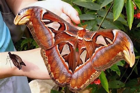 Самые большие бабочки в мире удивительные фото