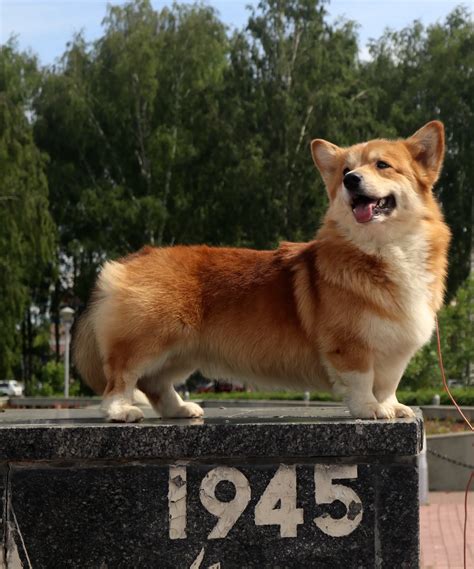 НОРДХЕЙМ НОРД-НОРЕС