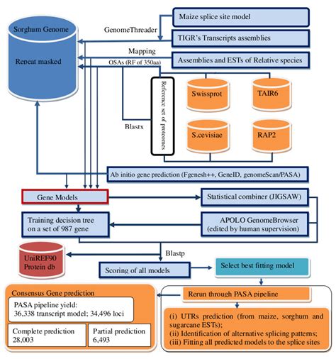 4 Pipeline For Sorghum Consensus Gene Prediction Based On Existing Download Scientific Diagram
