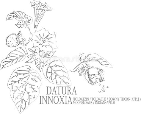 Datura Drawing Stock Illustrations 314 Datura Drawing Stock Illustrations Vectors And Clipart