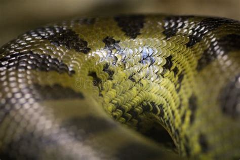 Shallow Depth Of Field Selective Focus Details With The Scales Of A Boa