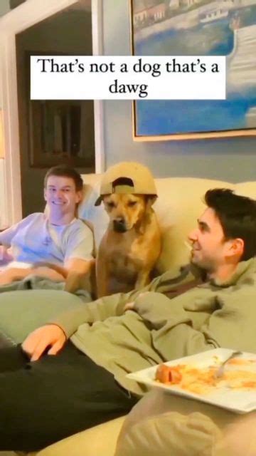 Energetic Einstein On Instagram Chill🤣🤣 Dogs Dogsofinstagram