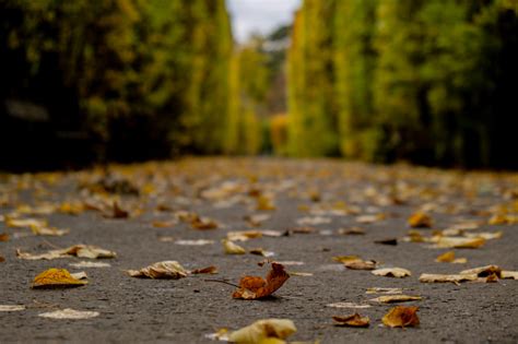 화려한 떨어지는 단풍 공원 숲의 단풍을 통해 볼 수 있습니다 황금 나무 잎입니다 가을 숲에 노란 잎이 있는 아름다운 나무 단풍이 흩어져있는 길 0명에 대한 스톡 사진 및
