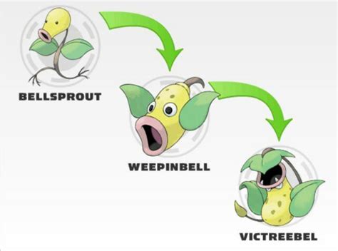Weepinbell Evolution Shinybellsprout Shinyweepinbell