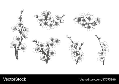 Sketch Drawing Of Sakura Flowers And Leaves Vector Image