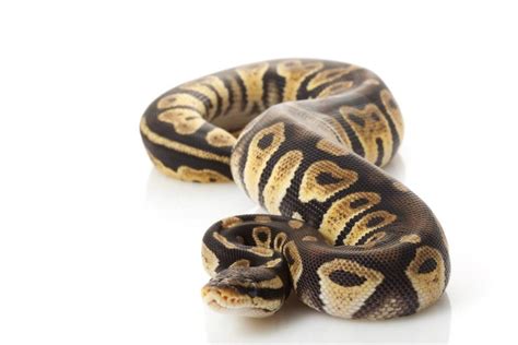 10 Interesting Spider Ball Python Morph Facts To Know 2025 Update