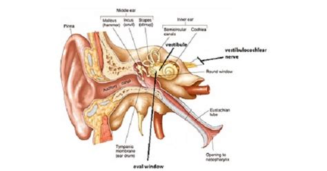 Semicircular Canals Of Inner Ear