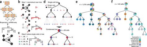 Computational Reconstruction Of Lineage Trees On The Single Cell