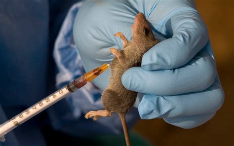 Nv ¿qué Es La Fiebre De Lassa