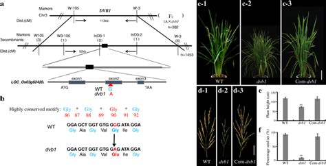 Molecular Cloning Of Dvb1 A Fine Mapping Of Dvb1 On Chromosome 3 The Download Scientific