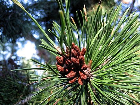 How To Identify And Propagate Lodgepole Pine Pinus Contorta