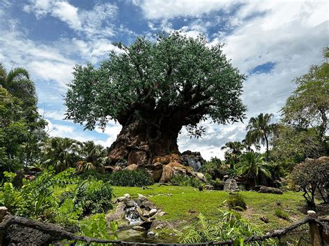 What Is The Tree Of Life From Disney