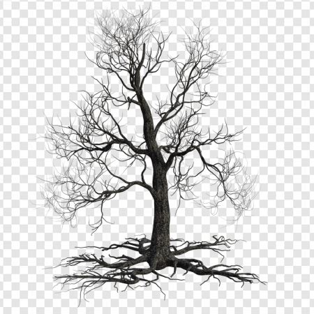 Tree Roots PNG Transparent Images Tree Roots PNG Transparent Images