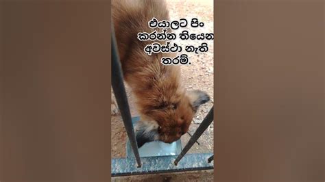 සතා සිව්පාවුන් ගේ කලින් මිනිස් භවය යහපත් නෑ සැප සම්පත් තියෙන්න ඇති Youtube