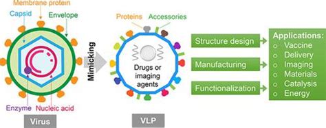 Virus‐like Particle Engineering From Rational Design To Versatile Applicationsbiotechnology