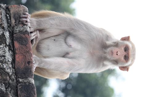 Download Funny Monkey On Brick Wallpaper Wallpapers Com