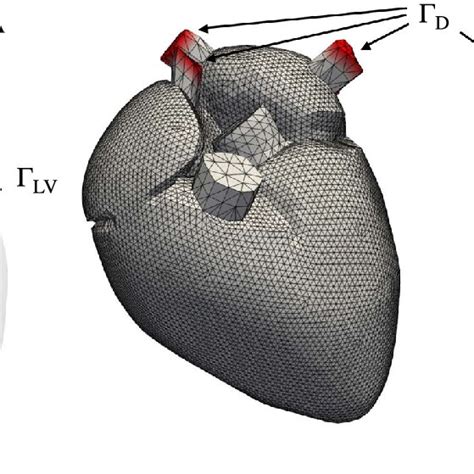 Surfaces On Which Boundary Conditions Are Applied The Endocardial