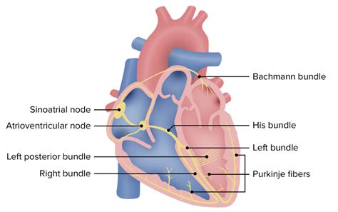 Heart Box Diagram Sinoatrial Node