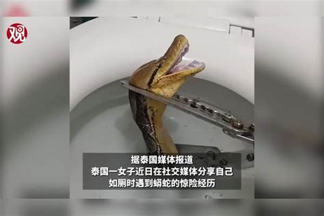 泰国一女子上厕所时惊现蛇探头，拆掉马桶竟拔出5米长巨蟒