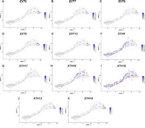 Figure 1 From Analysis Of Expression Patterns Of Brassinosteroid Responsive Genes In Arabidopsis