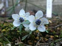 節分草 草に游ぶ ゆきあい苑