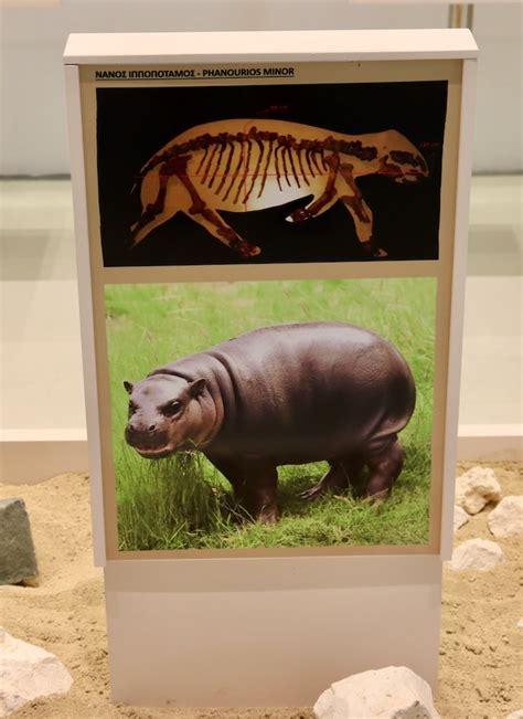 Prehistoric Hippo Weight