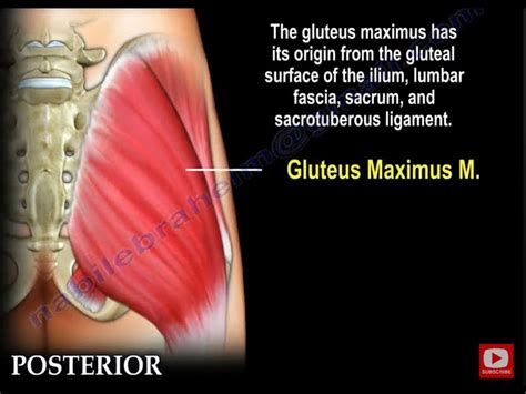 Gluteus Maximus Origin And Insertion