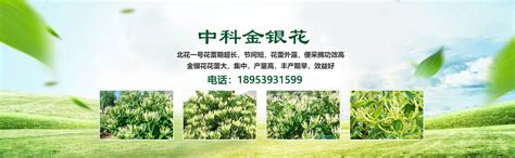 金银花苗 金银花苗批发 山东临沂平邑中科金银花基地