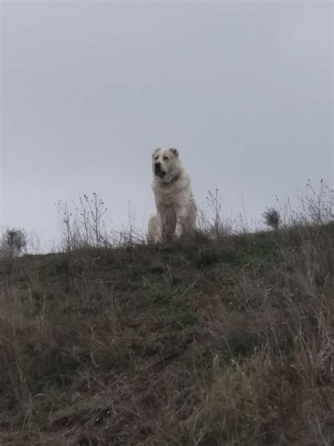 ქართული ნაგაზი ქართული ნაგაზი Added A New Photo