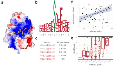 Ck2 Motif Preference And The Impact Of Substrate Quality On The