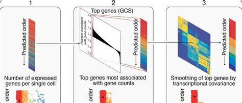 Scs【12】单细胞转录组之评估不同单细胞亚群的分化潜能 Cytotrace 知乎